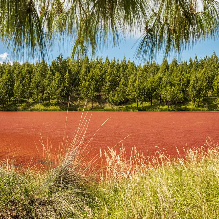 NOVOPAN: Compromiso inquebrantable con la sostenibilidad - CLAVE!